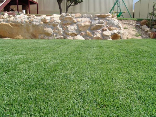 Zoysia Turf Sunshine Coast - Empire Zoysia Turf